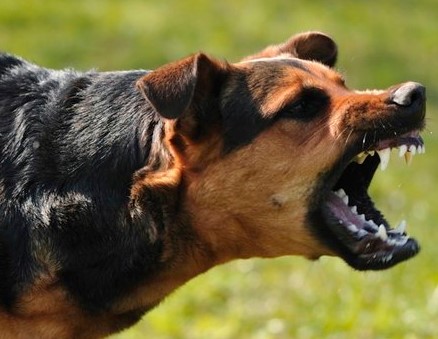 Giving Up Your Pet - Animal Shelter, Inc. of Sterling