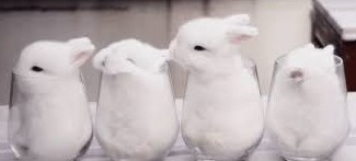 Did YOU Know Our Low Cost Spay/Neuter Clinic ALSO Fixes Rabbits-Mice ...