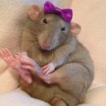 Did YOU Know Our Low Cost Spay/Neuter Clinic ALSO Fixes Rabbits-Mice ...